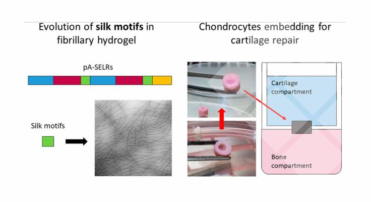 CARTILAGE REGENERATION | LifeTec Group